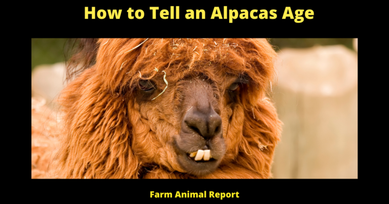 How To Tell An Alpacas Age **OLD**