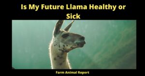 Llama Healthy Or Sick **TEMPERATURE**