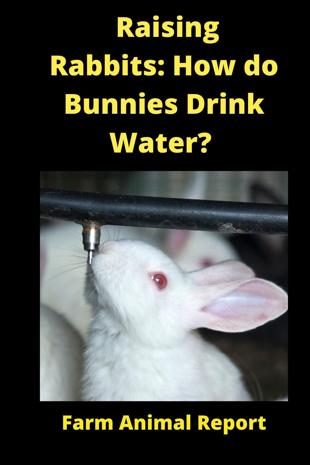How Do Bunnies Drink Water? Can Rabbits Drink Distilled Water?