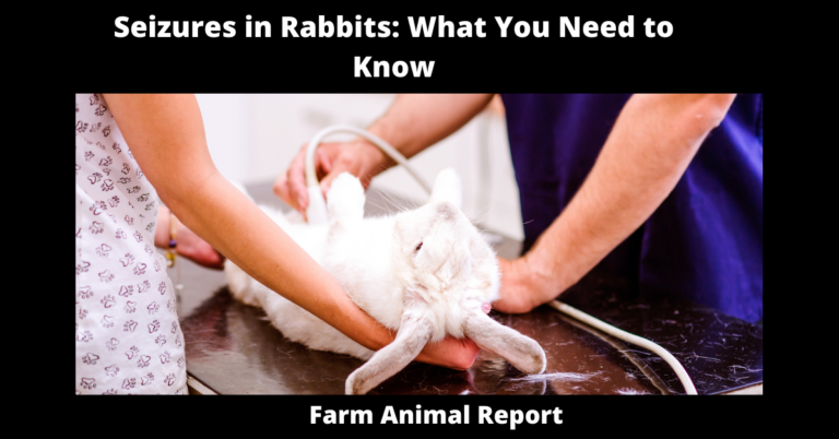 Rabbit Seizures: What You Need To Know