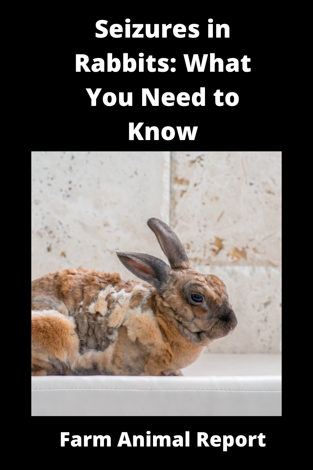 Rabbit Seizures: What You Need To Know