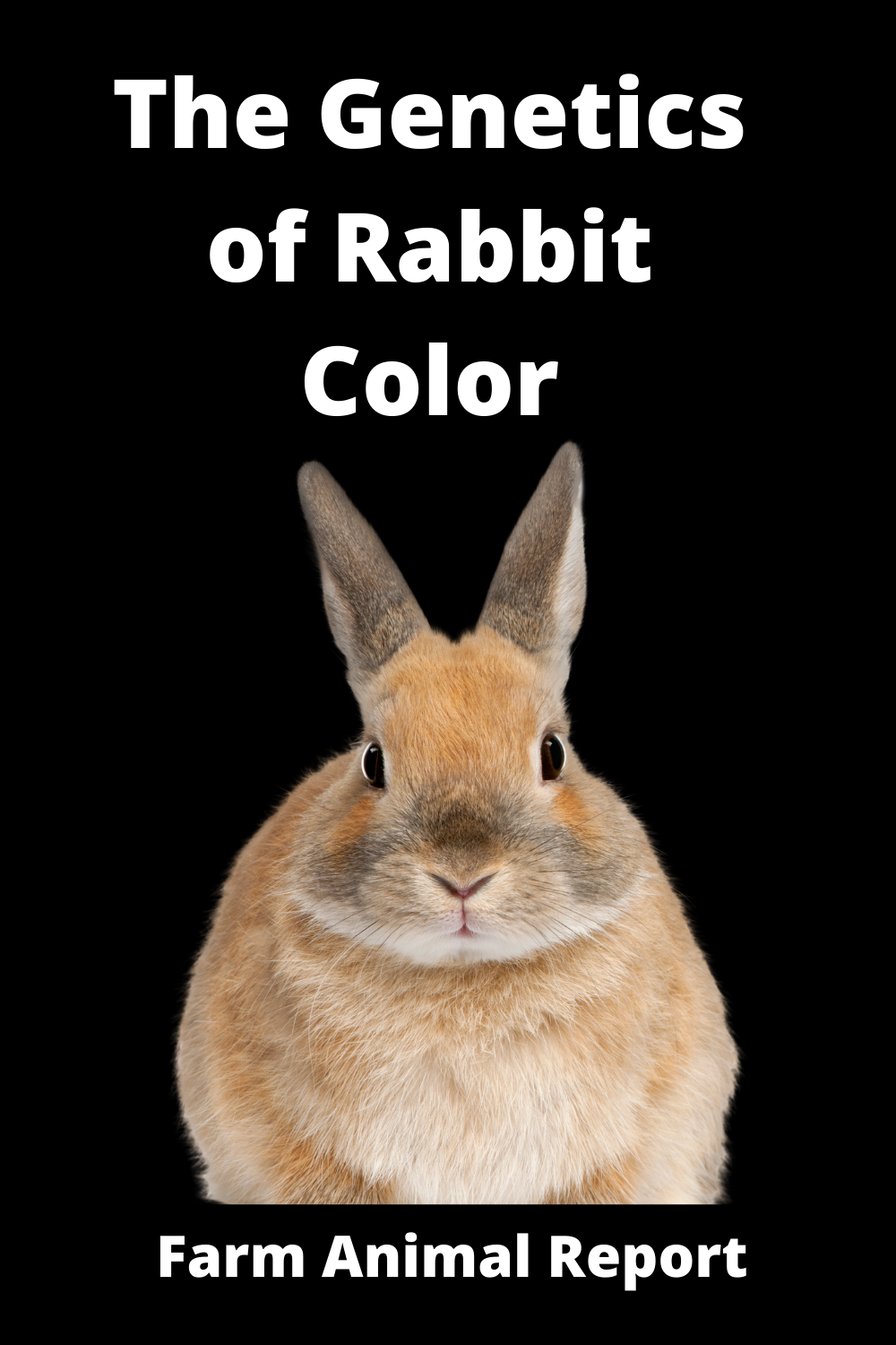 Rabbit Color Genetics | Rabbit | Colors | Color Genes (2024)