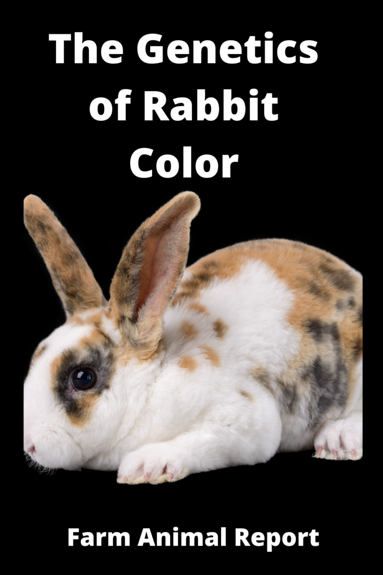Rabbit Color Genetics | Rabbit | Colors | Color Genes (2024)