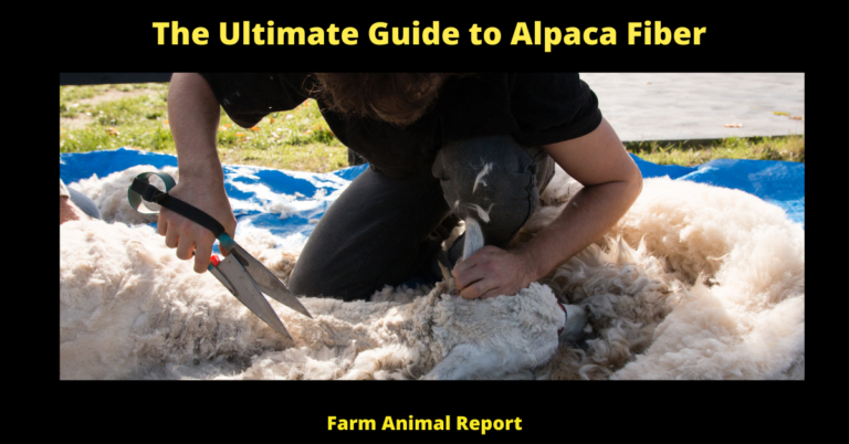 The Ultimate Guide To Alpaca Fiber **WOOL**