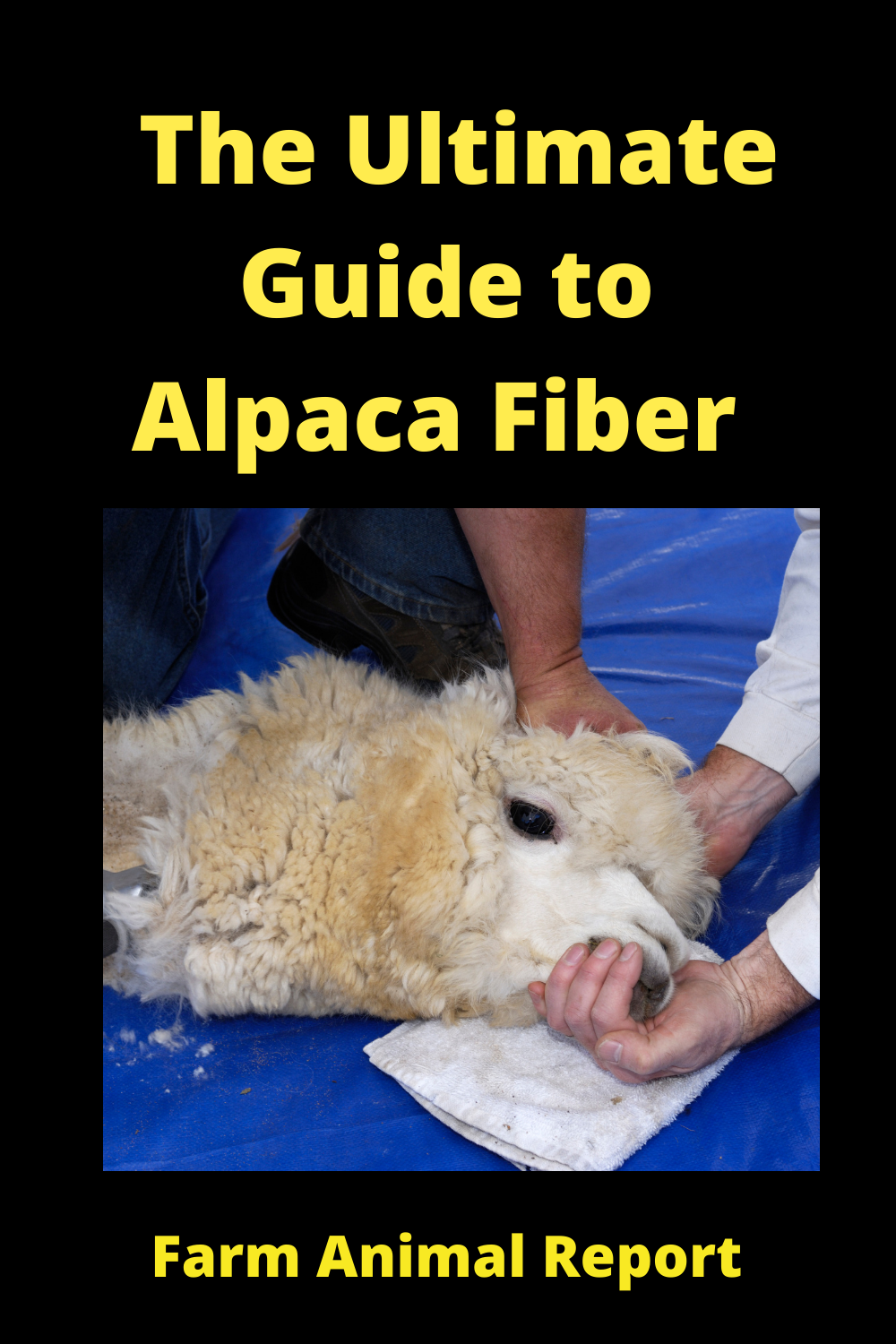 The Ultimate Guide To Alpaca Fiber **WOOL**