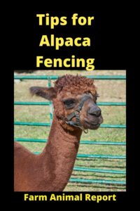 Alpaca Fencing - Helping You Find The Right Type **FENCES**