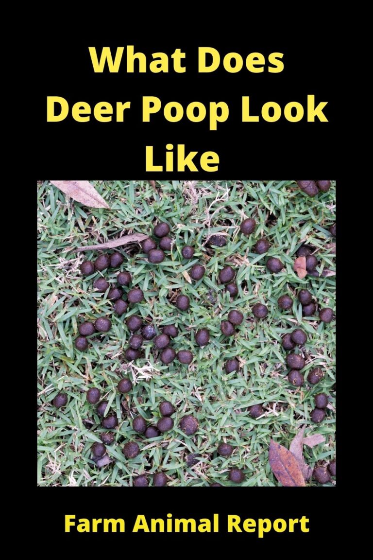 9 Differences: Deer Poop Pictures | Deer Droppings | Photos | Images ...