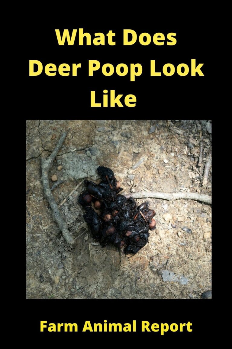 9 Differences: Deer Poop Pictures | Deer Droppings | Photos | Images ...