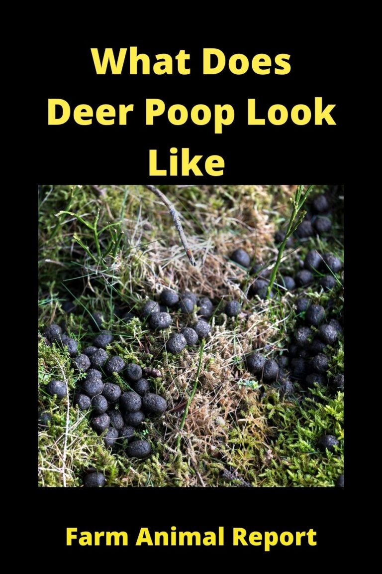 9 Differences: Deer Poop Pictures | Deer Droppings | Photos | Images ...
