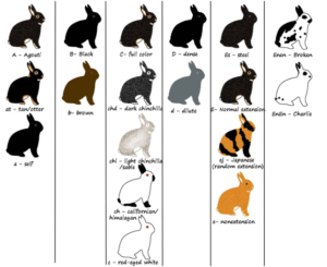 Rabbit Color Genetics | Rabbit | Colors | Color Genes (2024)