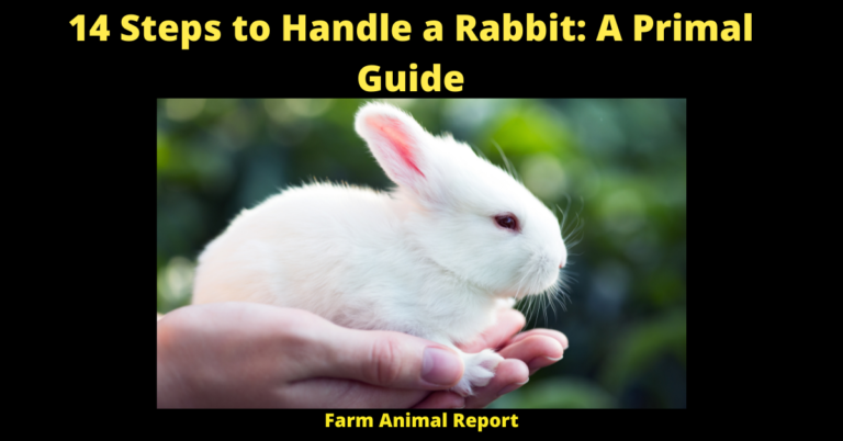 13 Steps To Handle A Rabbit **GENTILE**