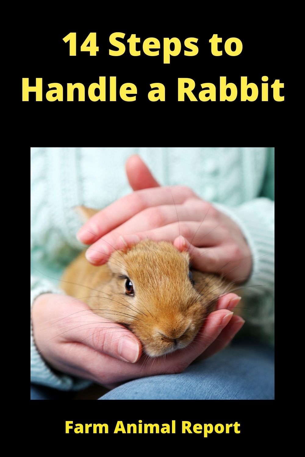 13 Steps To Handle A Rabbit **GENTILE**