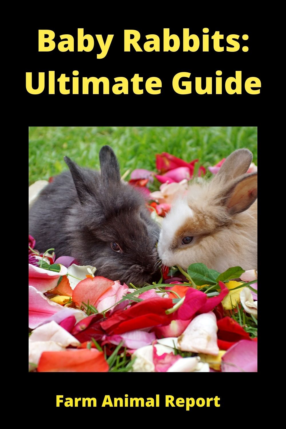 Baby Rabbits **WATCH**