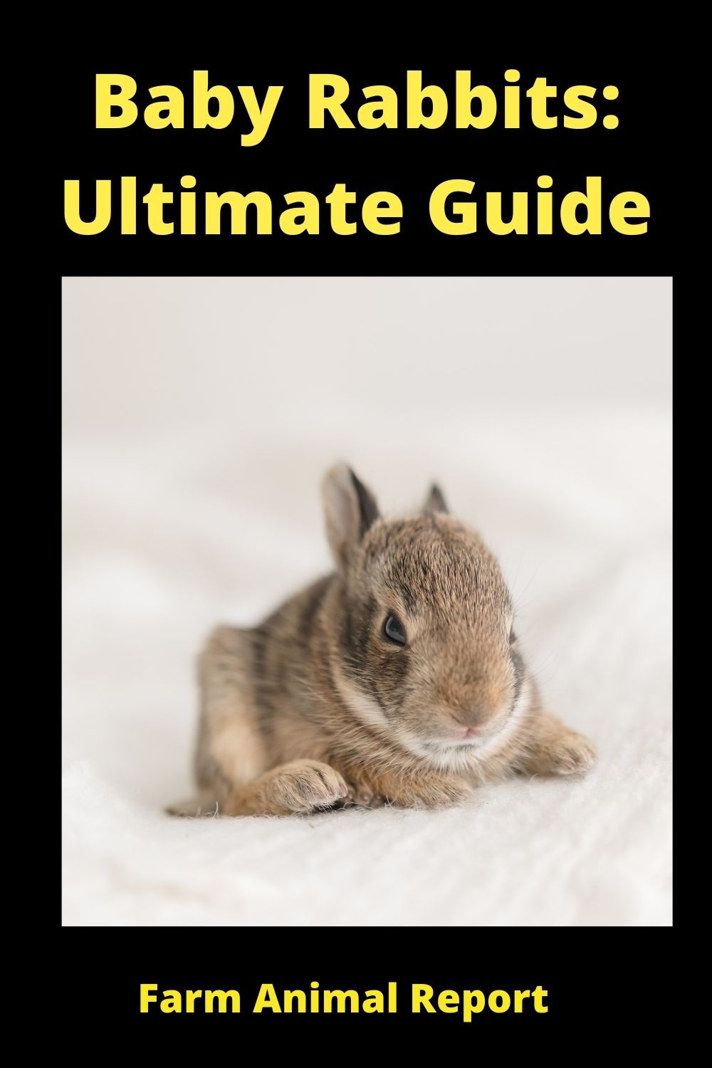 Baby Rabbits **WATCH**