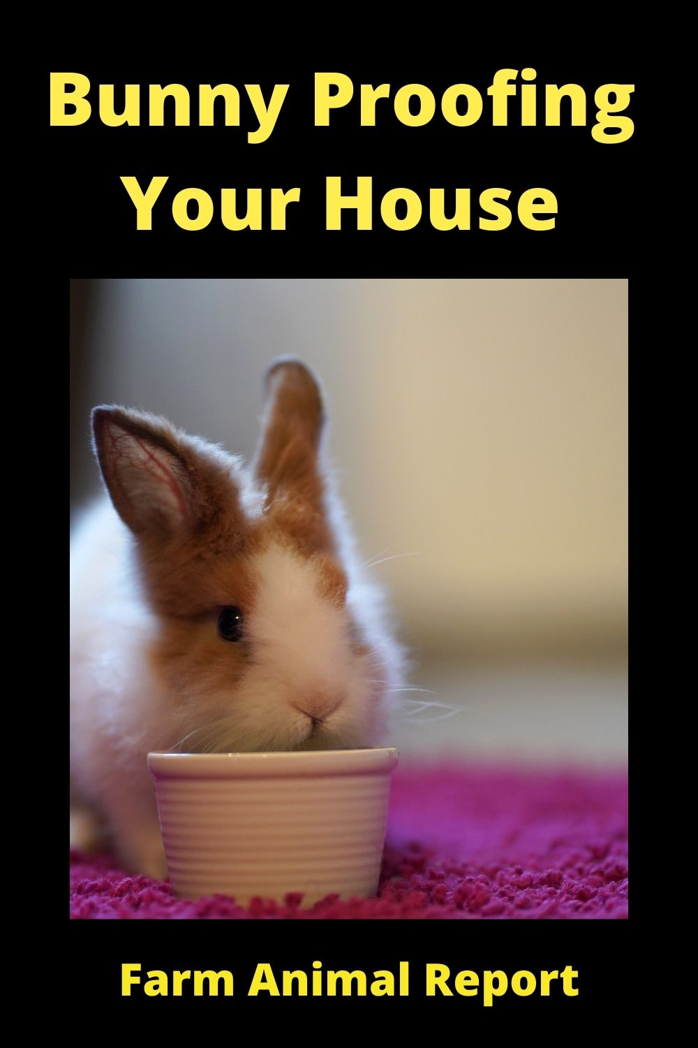 17 Items: Bunny Proofing Your House