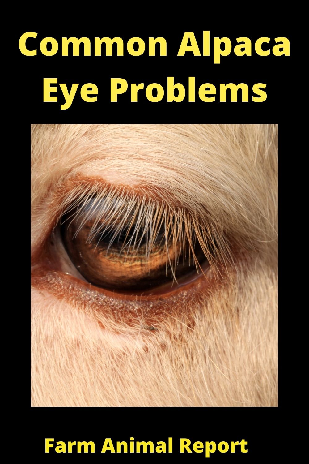 Alpaca Eyes Common Problems (Updated 2024)