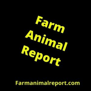 Yak Farming – Here’s How – Farm Animal Report