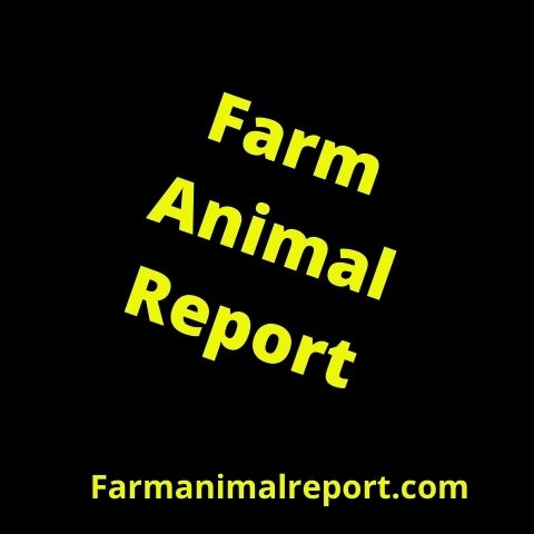 Cow Poop Analyzer – Healthy or Sick – Farm Animal Report