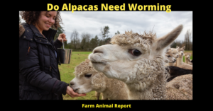 Do Alpacas Need **WORMING**?