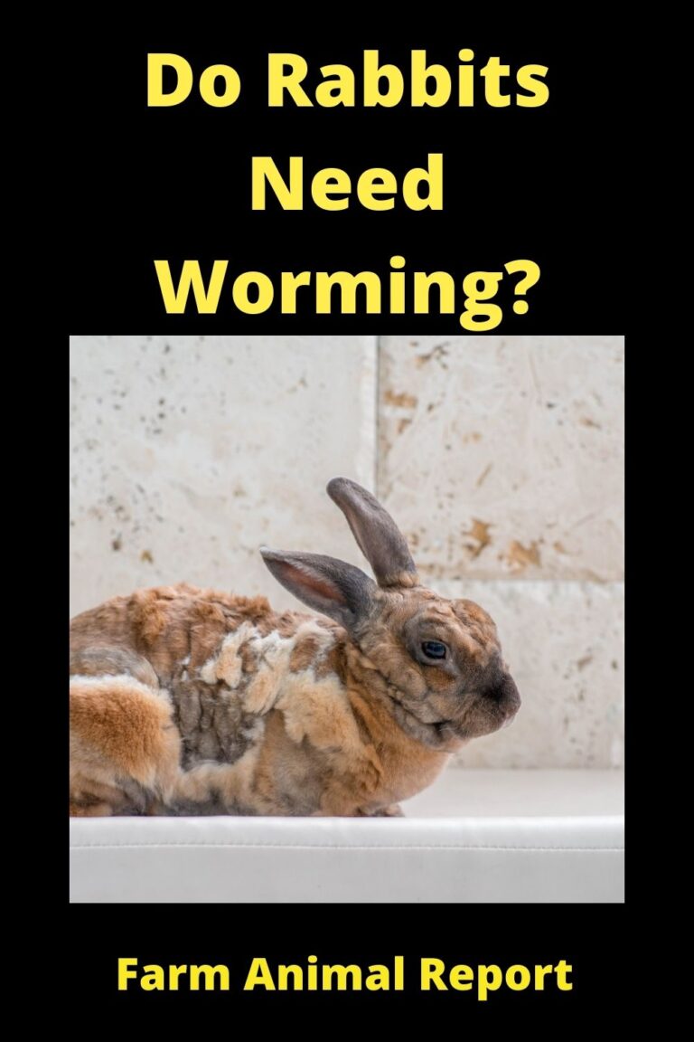 6 Bugs: Natural Dewormer For Rabbits (2024) | PDF