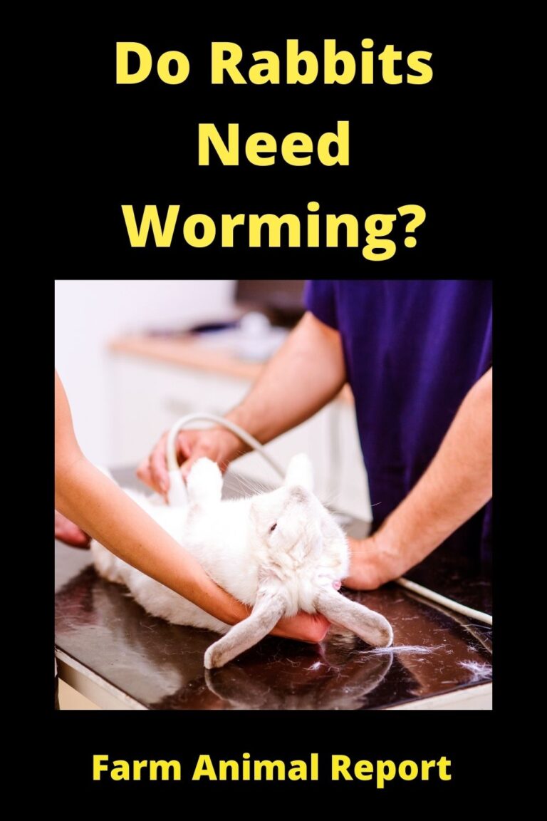 6 Bugs: Natural Dewormer For Rabbits (2024) | PDF