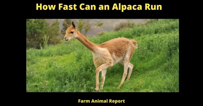 How Fast Can An Alpaca **RUN**?