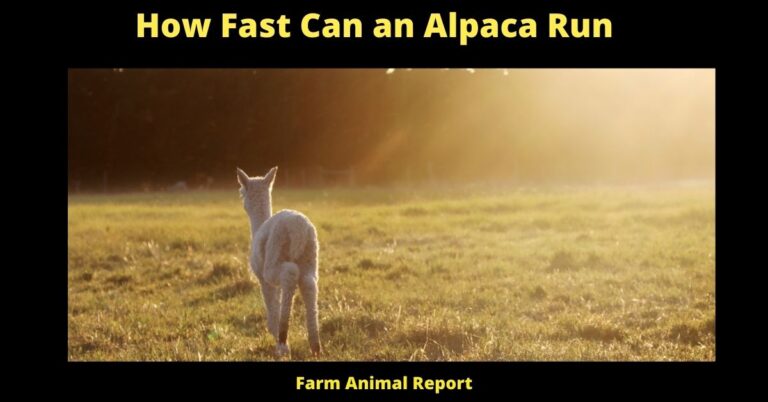 How Fast Can An Alpaca **RUN**?