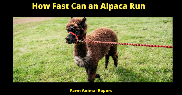 How Fast Can An Alpaca **RUN**?