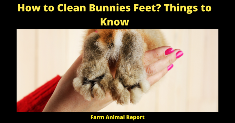 3 Easy Steps: How To Clean Rabbits Feet | Rabbit | Urine Stains | PDF