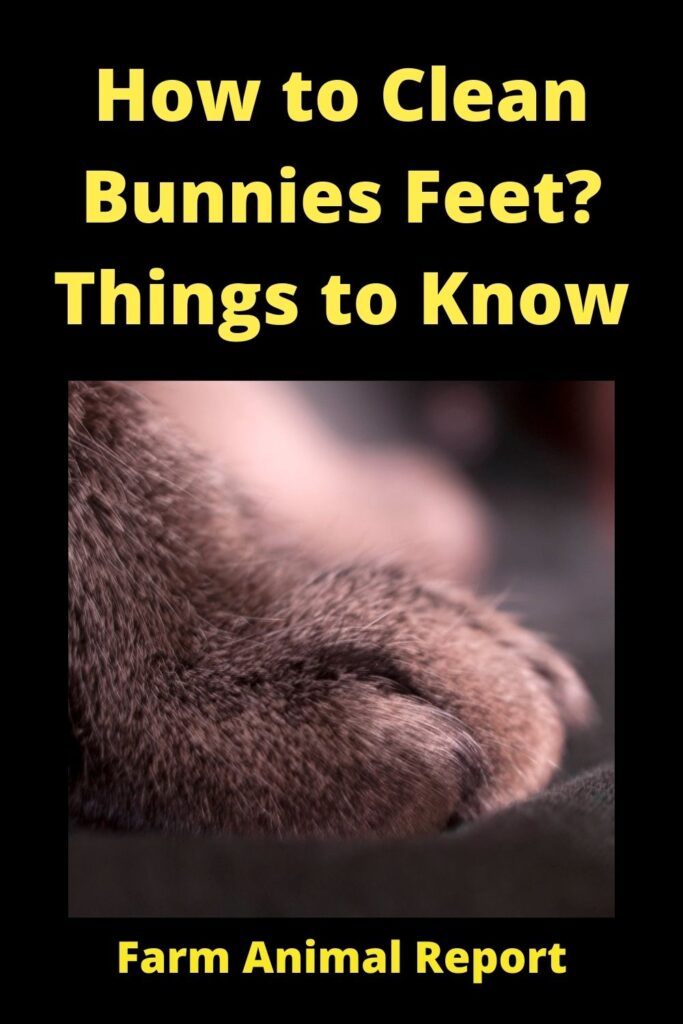 3 Easy Steps: How To Clean Rabbits Feet | Rabbit | Urine Stains | PDF