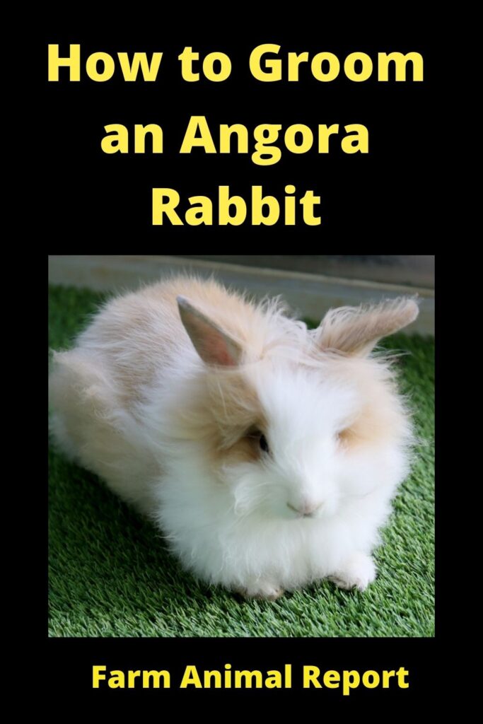 9 Easy Steps: Shave An Angora Rabbit | Angora Rabbits