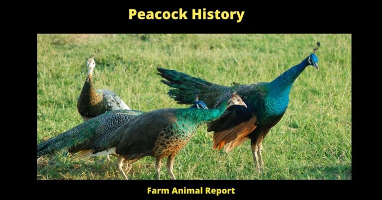 Peacock: A History Of Glamorous Grace **PLEASE BOW**
