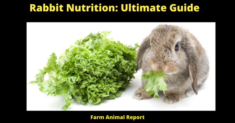 Rabbit Nutrition: **WATCH**