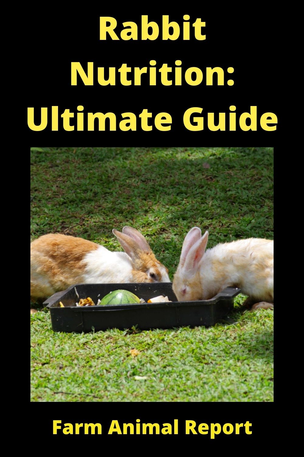 Rabbit Nutrition: **WATCH**