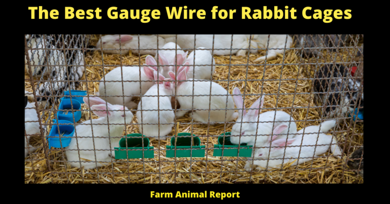 Rabbit Cage Floor Wire (2024) - The Best Gauge