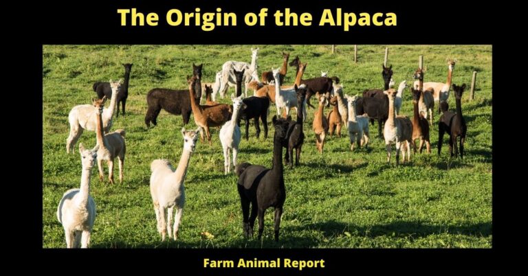 The Origin Of The Alpaca **HISTORY**
