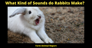15 Unique Sounds: What Sound Does A Rabbit Make | Rabbit Sounds | Bunny ...