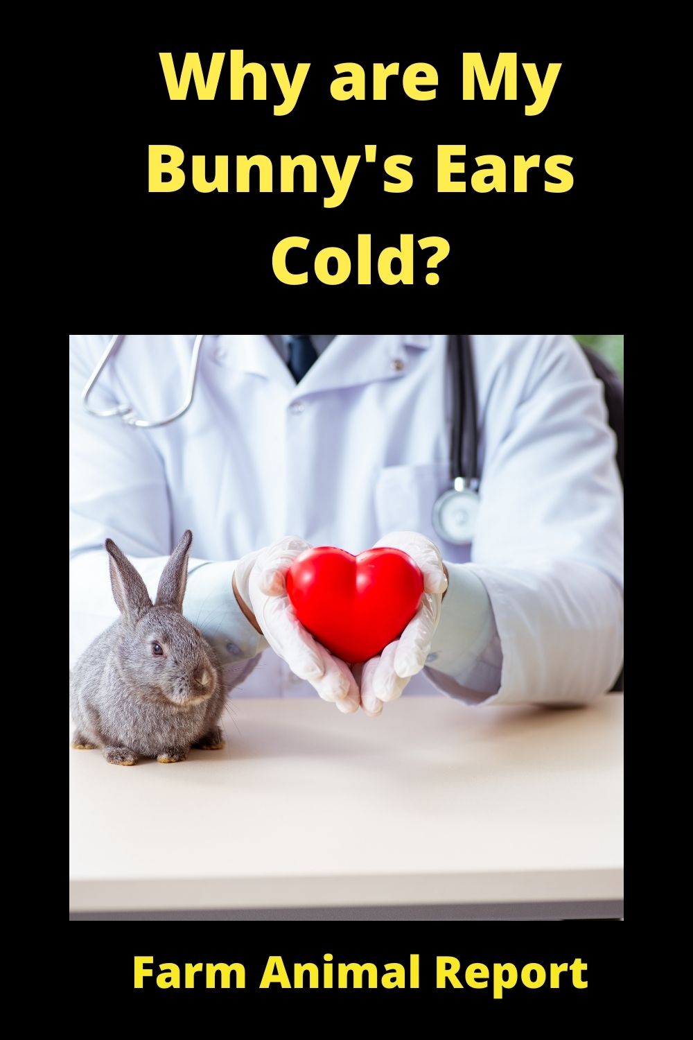 why-are-my-rabbits-ears-cold-sick-or-normal-2023