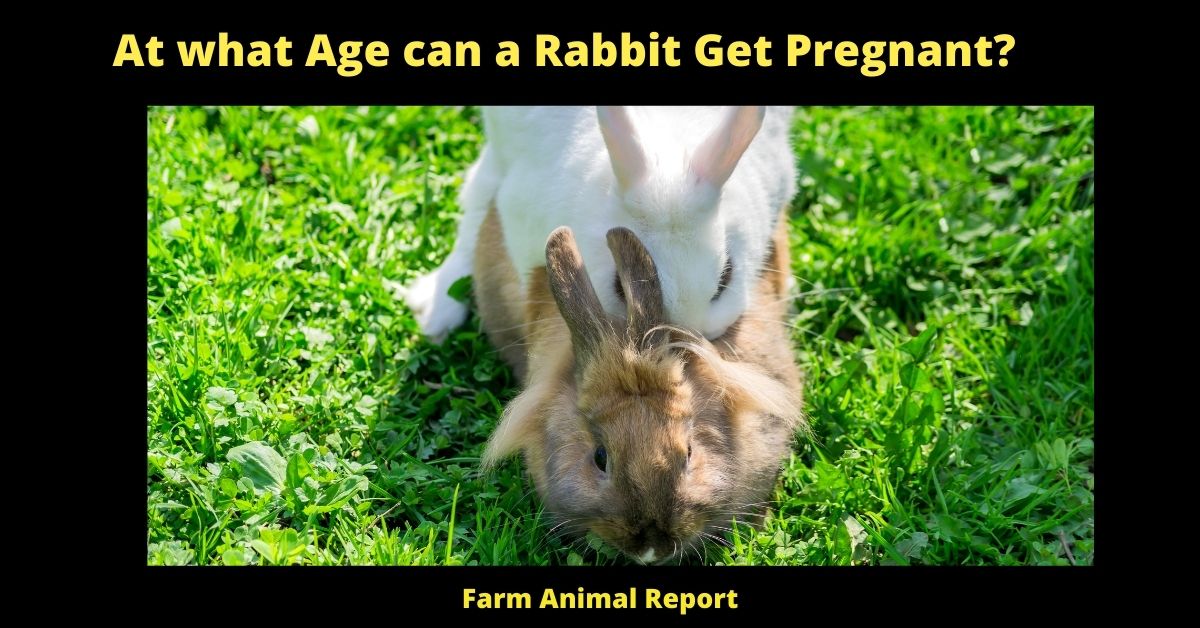 At What Age Can A Rabbit Get Pregnant 