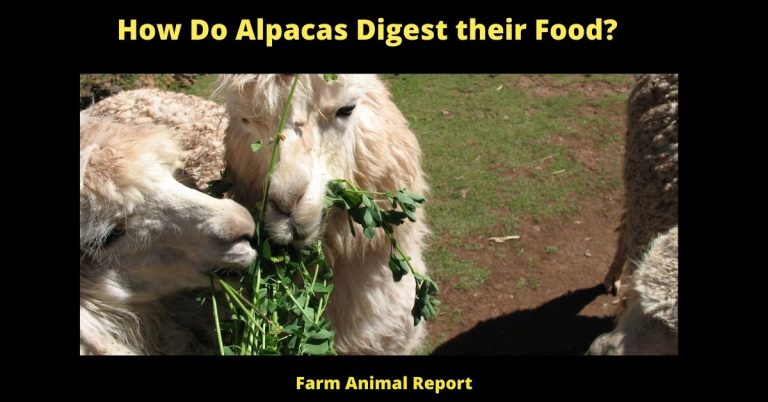 How Do Alpacas Digest Their Food?