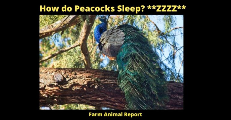 Where Do Peacocks Sleep (2024) | Peacocks | Sleeping **ZZZZ**