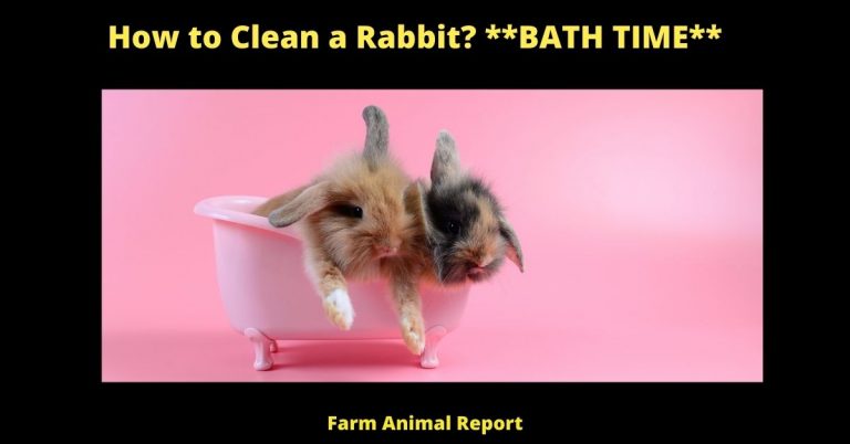 How To Clean A Rabbit? **BATH TIME**