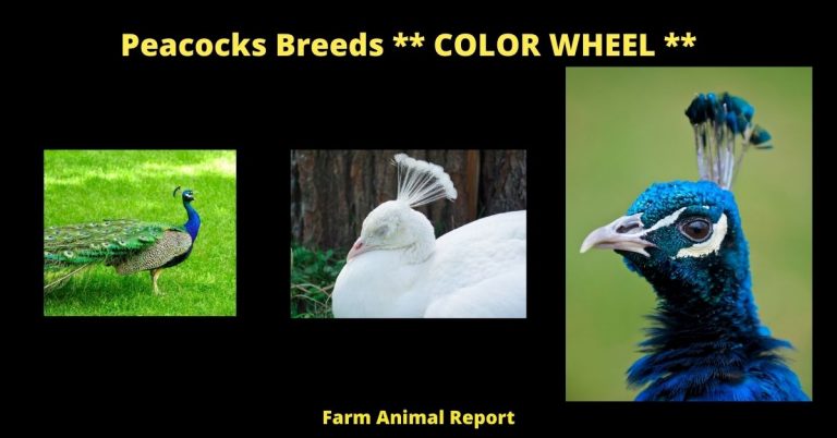 Rare Peacock Colors | Peacocks Colors (2024)
