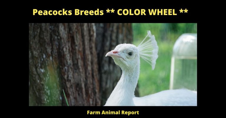 Rare Peacock Colors | Peacocks Colors (2024)