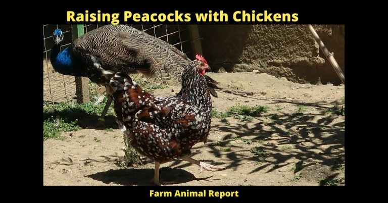 Peacock Chicken Hybrid (2024) | PDF | Peacocks | Hybrids Raising ...