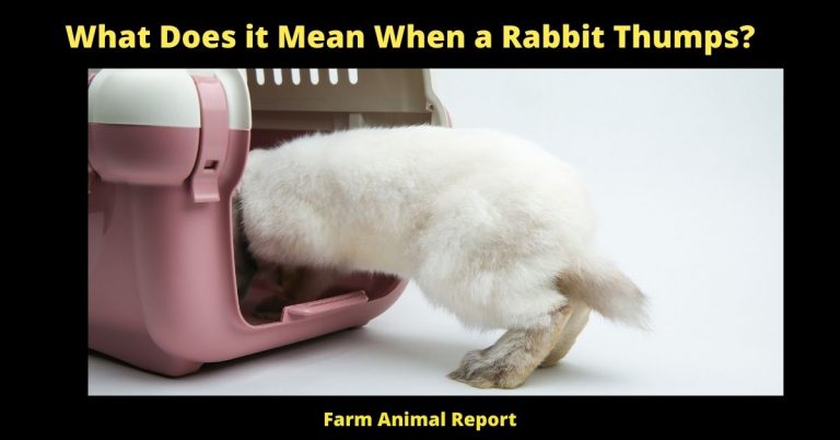 5 Signs: Do Rabbits Thump When They Are Happy (2024) | Rabbit