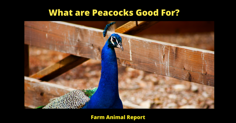 What Are Peacocks Good For? (2024)