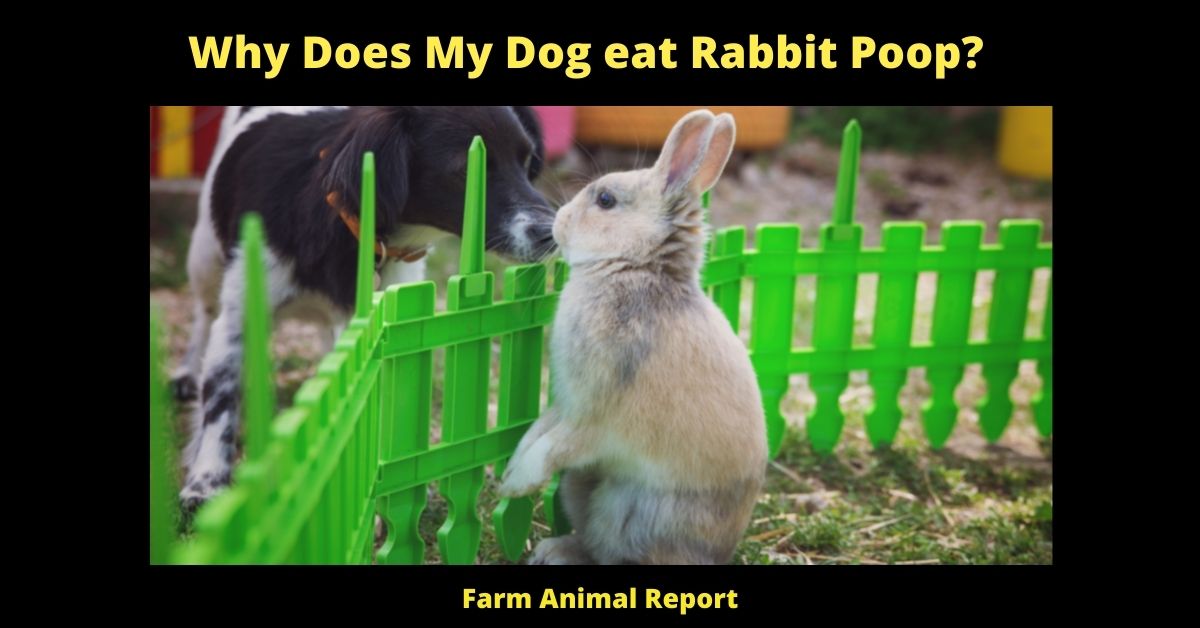 How To Get Your Dog To Stop Eating Rabbit Poop