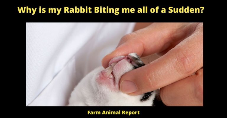 7 Diversions: Why Is My Rabbit Biting Me All Of A Sudden | Rabbits | Bite