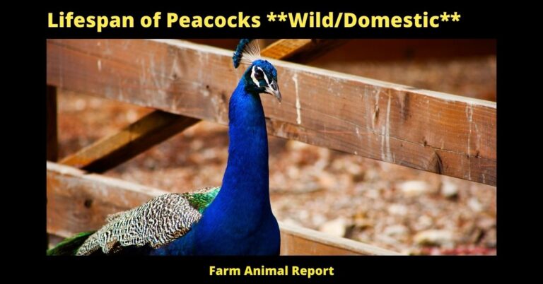 Peacock Lifespan | Pewacocks | Peafowl